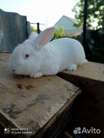 Самец белый Паннон