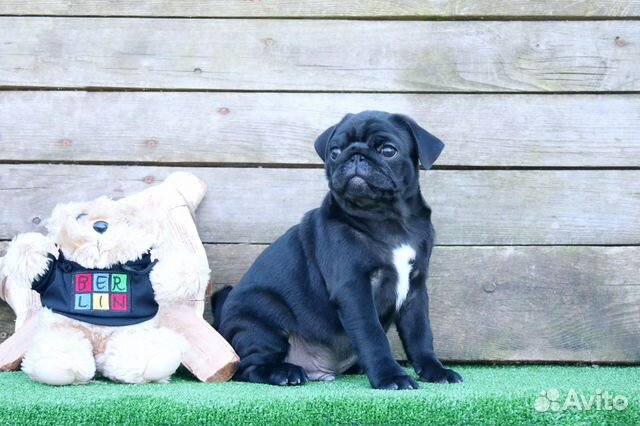 Щенок мальчик черный мопс