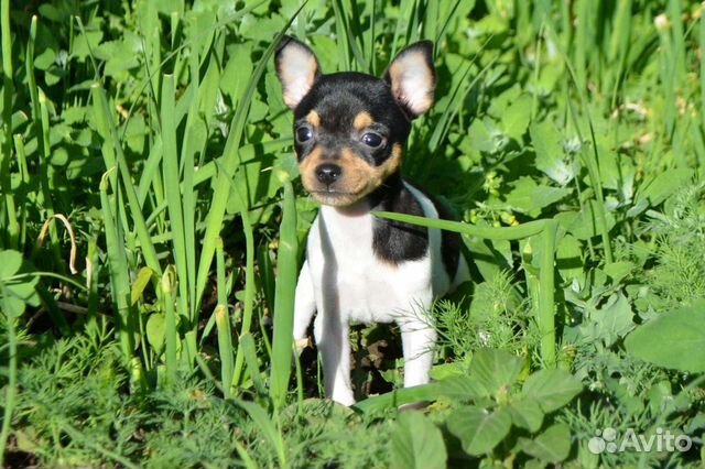 Весёлая девочка амертой с документами РКФ