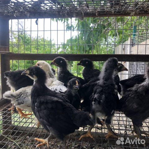 Цыплята кур несушек
