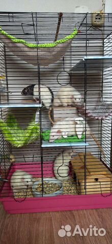 Крыса Дамбо мальчики бесплатно