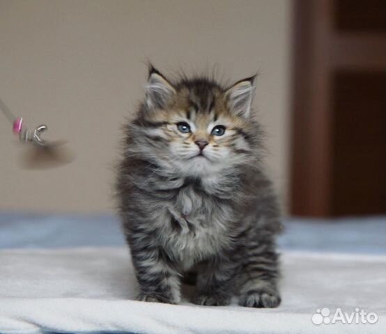 Котенок Сибирская кошка