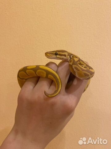 Змея (самец)