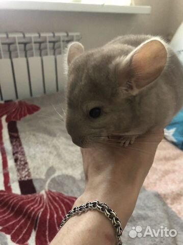 Шиншилла