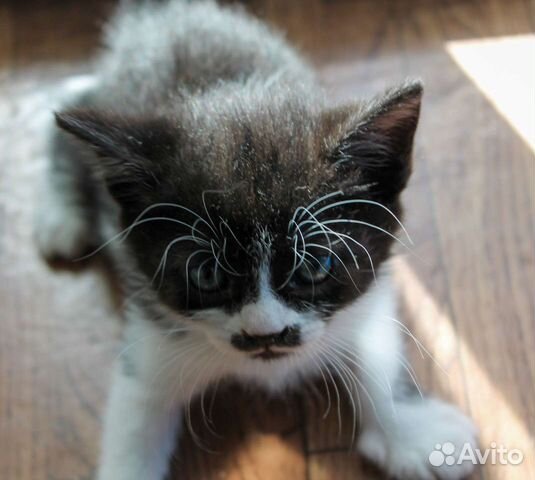 Кошки