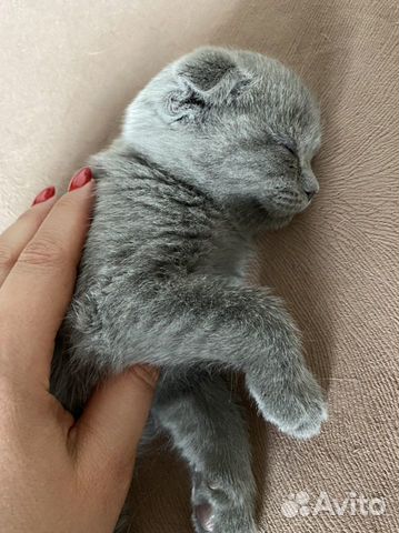 Шотландские