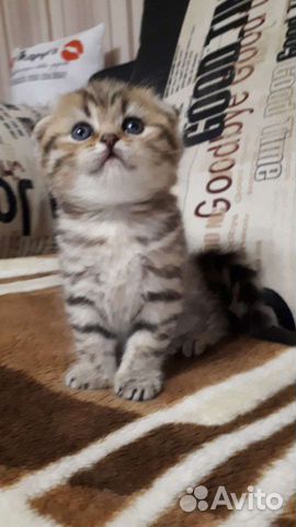 Шотландская кошечка ждёт заботливого хозяина