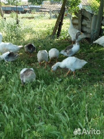 Гуси гусята