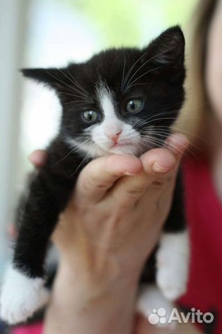 Котёнок в дар В самые добрые руки