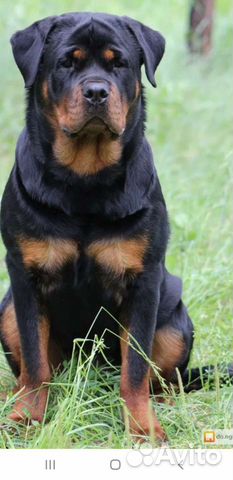 Вязка ротвейлера