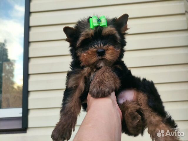 Красотун. Документы РКФ. Беби фейс