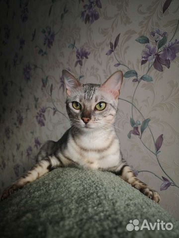 Бенгальская кошка