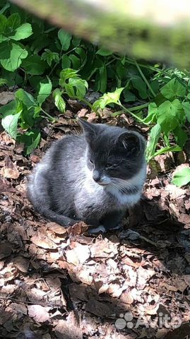 Котята SOS SOS SOS