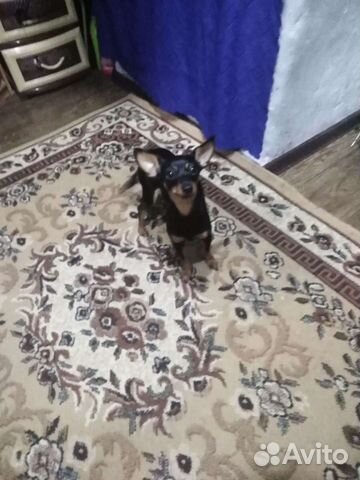 Тойчик, девочка. Ищем кобелька