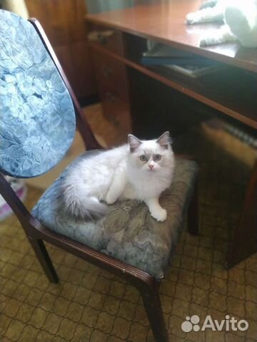 Jerry котёнок породы Рэгдолл