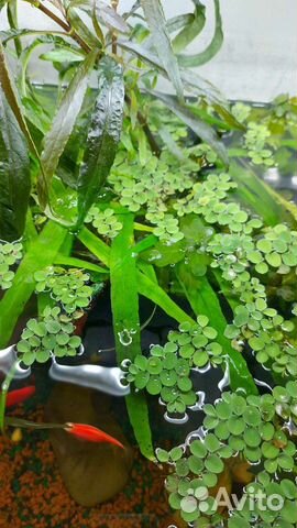 Сальвиния плавающая