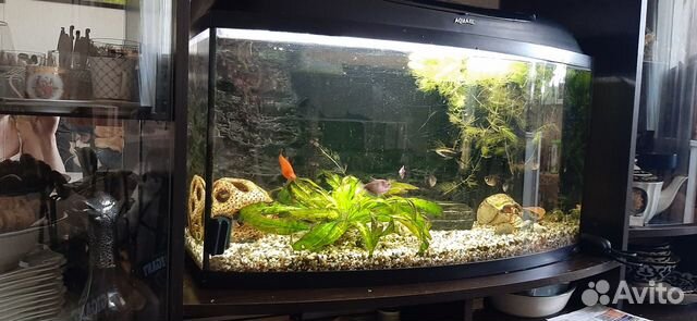 Аквариум, объем 110л