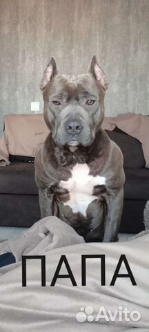 Щенок питбуля