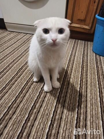 Смесь турецкой ангоры с вислоухим