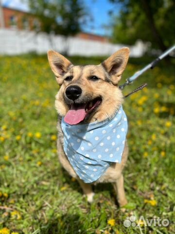 Собака улыбака