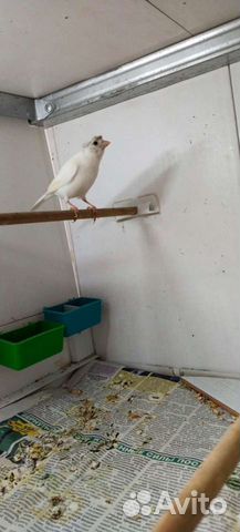 Канарейки