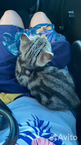 Шотландские котята