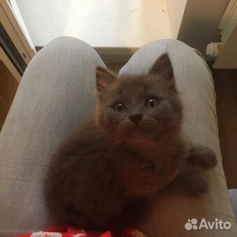 Котенок