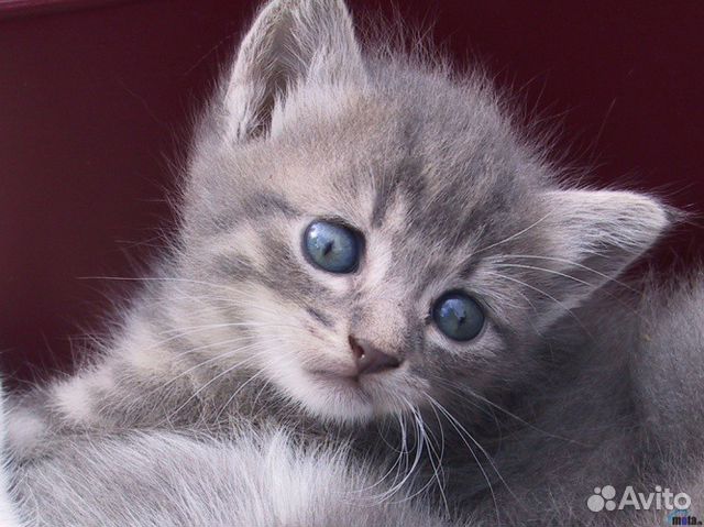 Котюлька