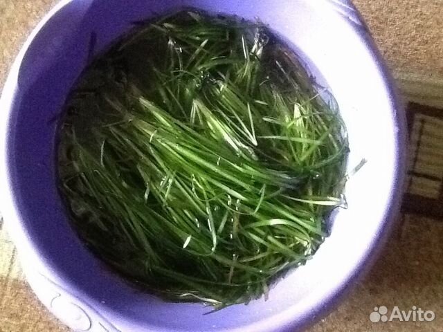 Валиснерия прополка возможен обмен