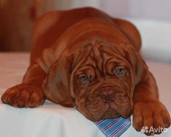 Бордоский дог мальчик д.р 03.09.21