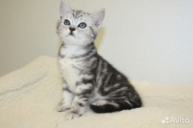 Шотландская симпатюля полсатая