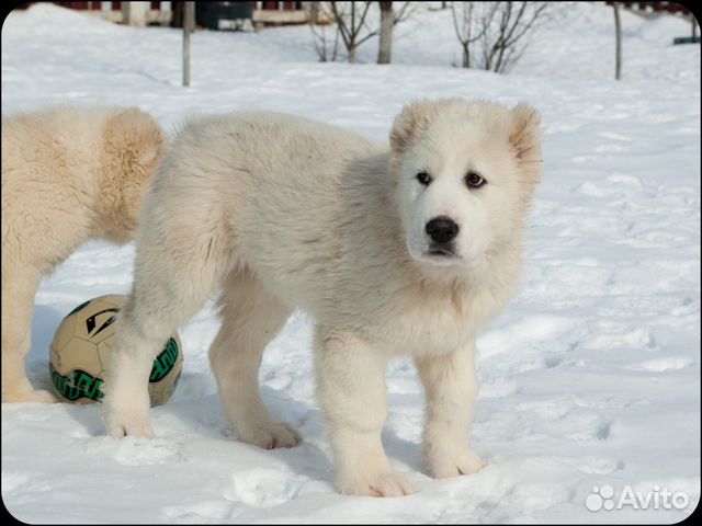 Большой белый алабай с черным носом