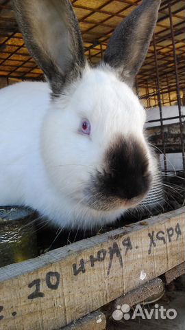 Кролики и индоутки