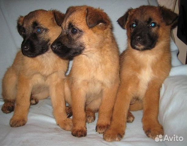 Щенки - рыже- палевые в добрые руки