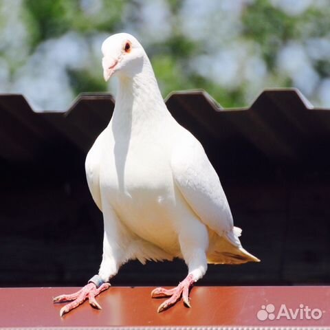 Голуби на Выпускной и последний звонок