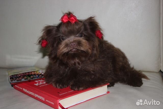 Савенок - щенок цветной болонки