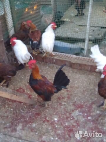 Декоративные куры