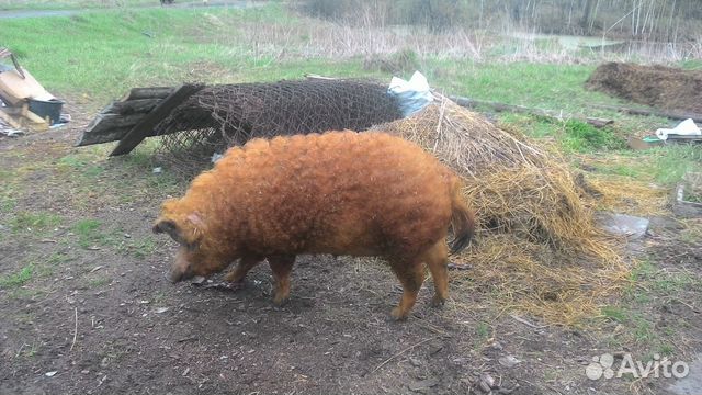 Венгерская мангалица.Кабан на племя
