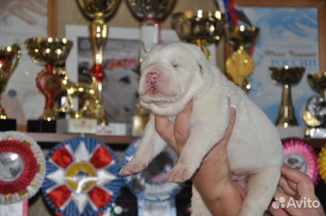 Сао-детки от питомника