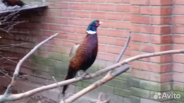 Фазан Простой(Охотничий)