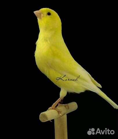 Ватерслайгер