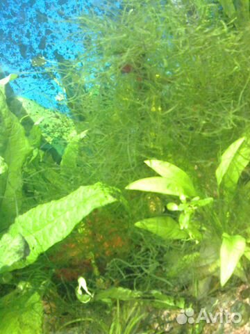 Аквариумные растения