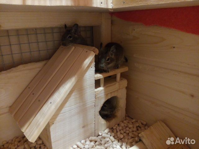 Детки чилийских белкок дегу