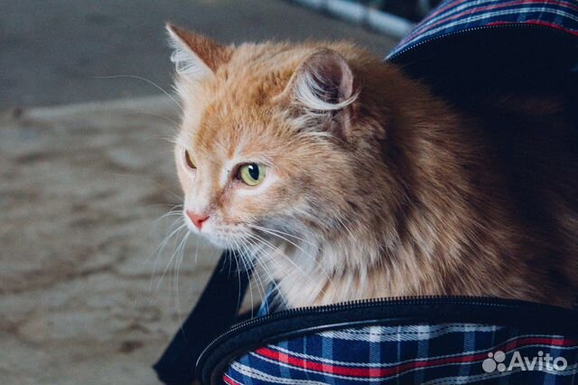 Рыжая кошка. Взрослая (из приюта)