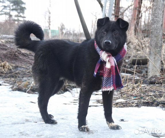 Разносторонне одаренный молодой пёс ищет друга