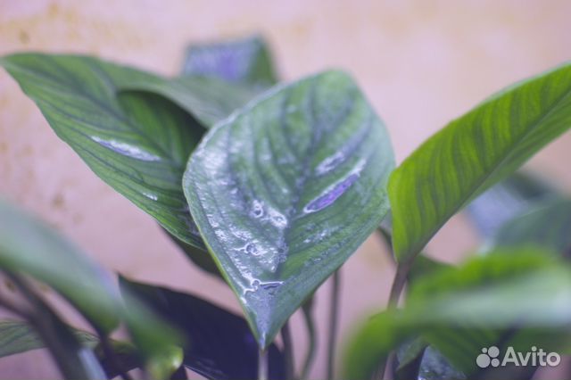 Аквариумные растения анубиасы