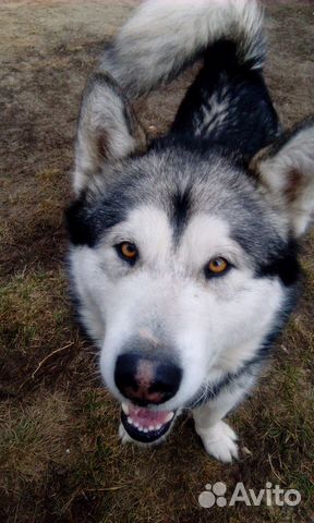 Кобель для вязки порода Аляскинский маламут