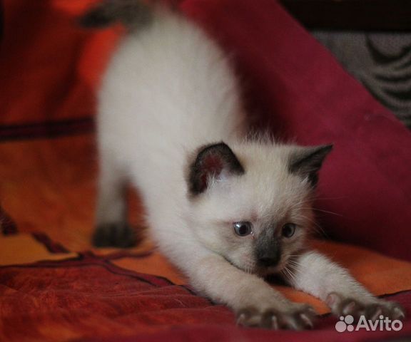 Продаю невских маскарадных котят