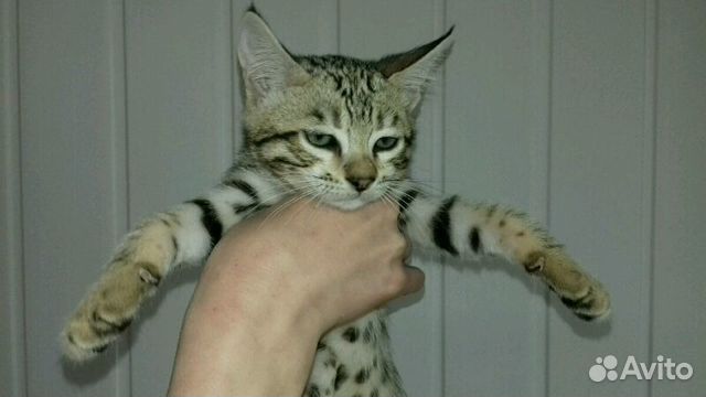 Мальчик f5 порода Саванна