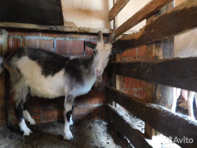 Козел, коза, козочки, козлик